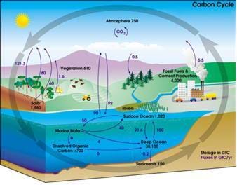 Carbon Cycles - Lesson - TeachEngineering